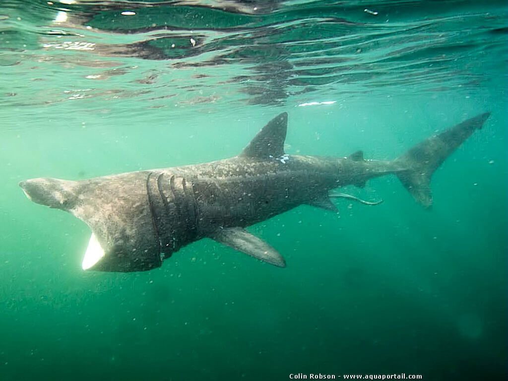 LES REQUINS (exposé de Romane) – Ecole Gaspard Monge